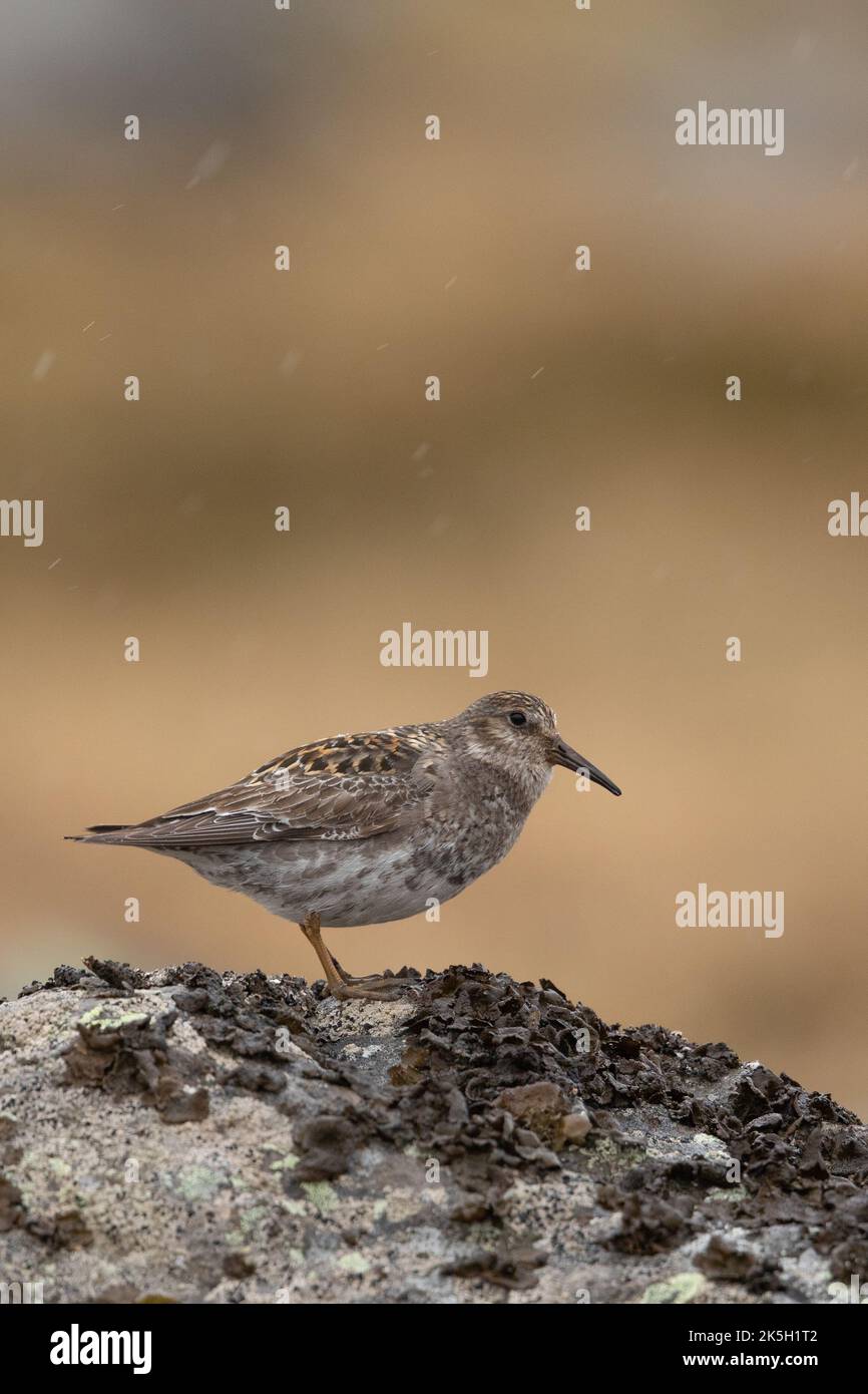 Purple Sandpiper, Calidris maritima, Raufarhofn, Iceland Stock Photo ...
