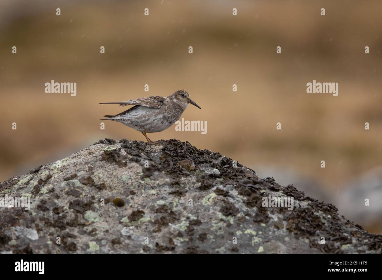 Purple Sandpiper, Calidris maritima, Raufarhofn, Iceland Stock Photo ...