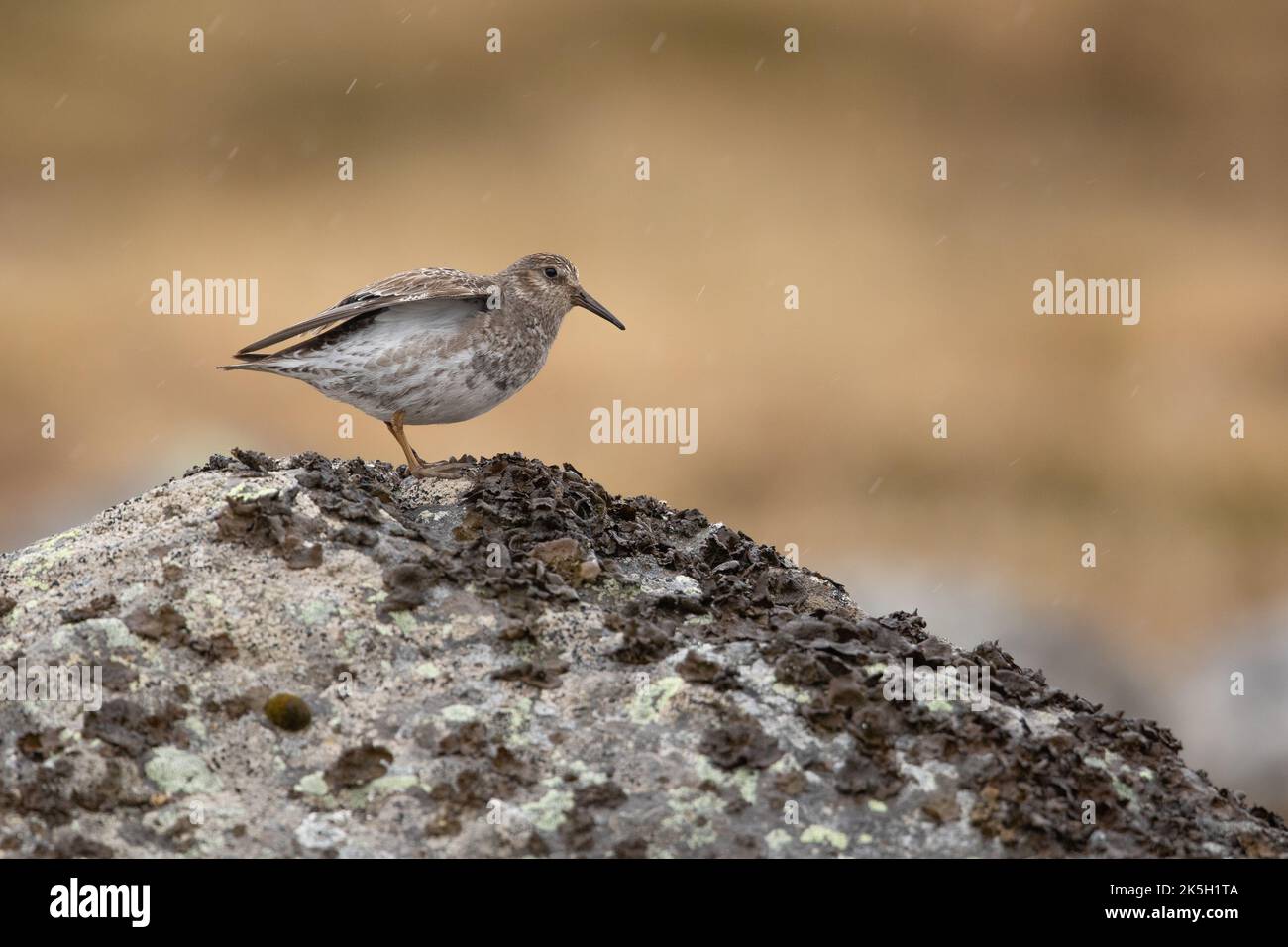 Purple Sandpiper, Calidris maritima, Raufarhofn, Iceland Stock Photo ...