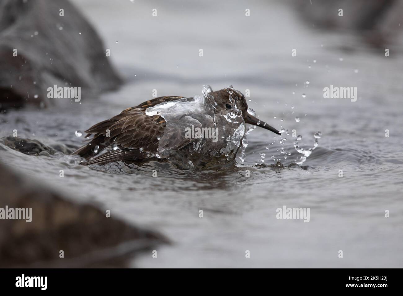 Bathing Purple Sandpiper, Calidris maritima, Raufarhofn, Iceland Stock ...