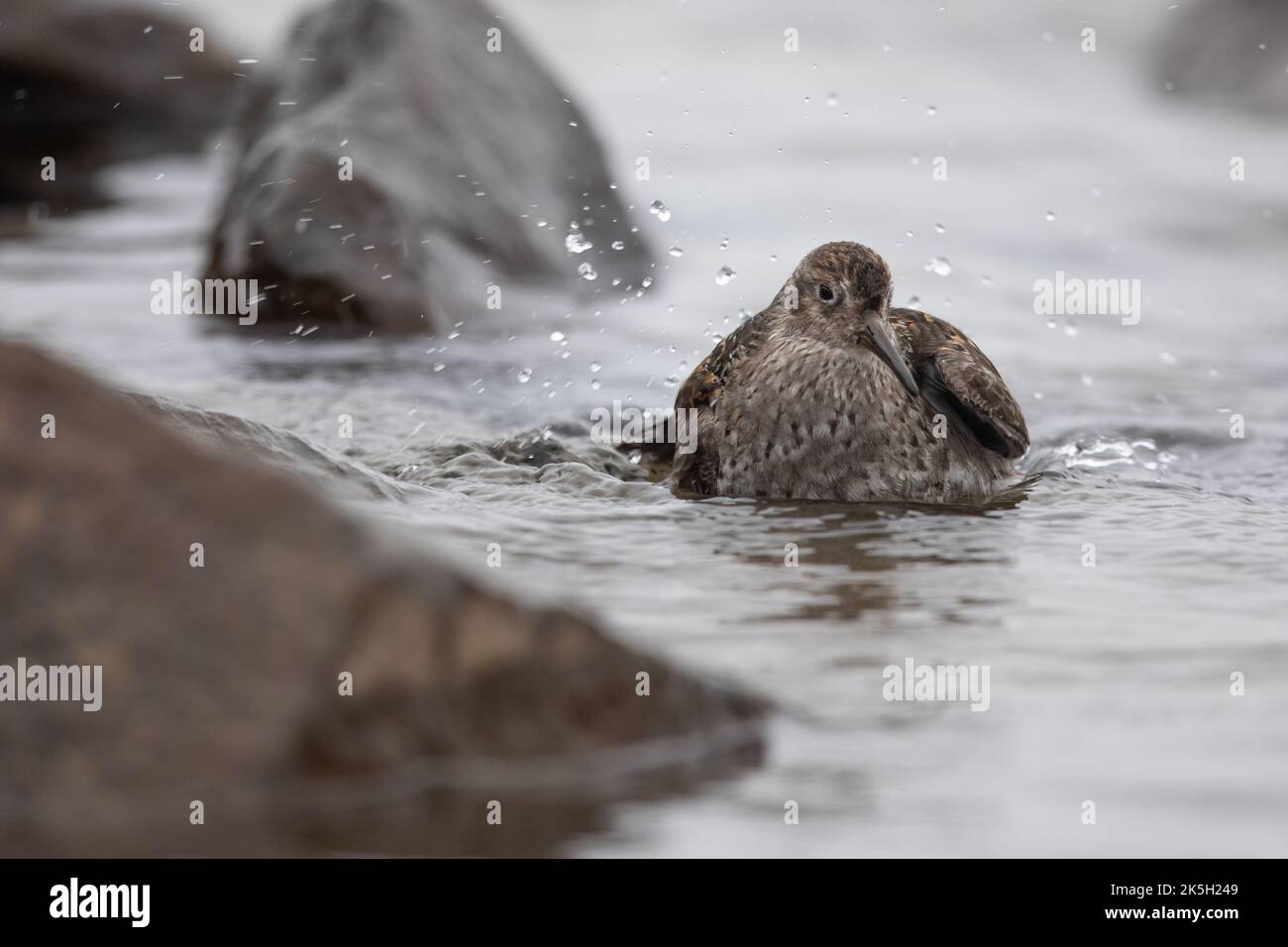 Bathing Purple Sandpiper, Calidris maritima, Raufarhofn, Iceland Stock ...