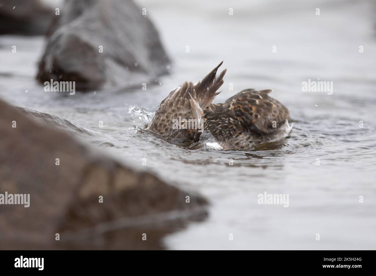 Bathing Purple Sandpiper, Calidris maritima, Raufarhofn, Iceland Stock ...
