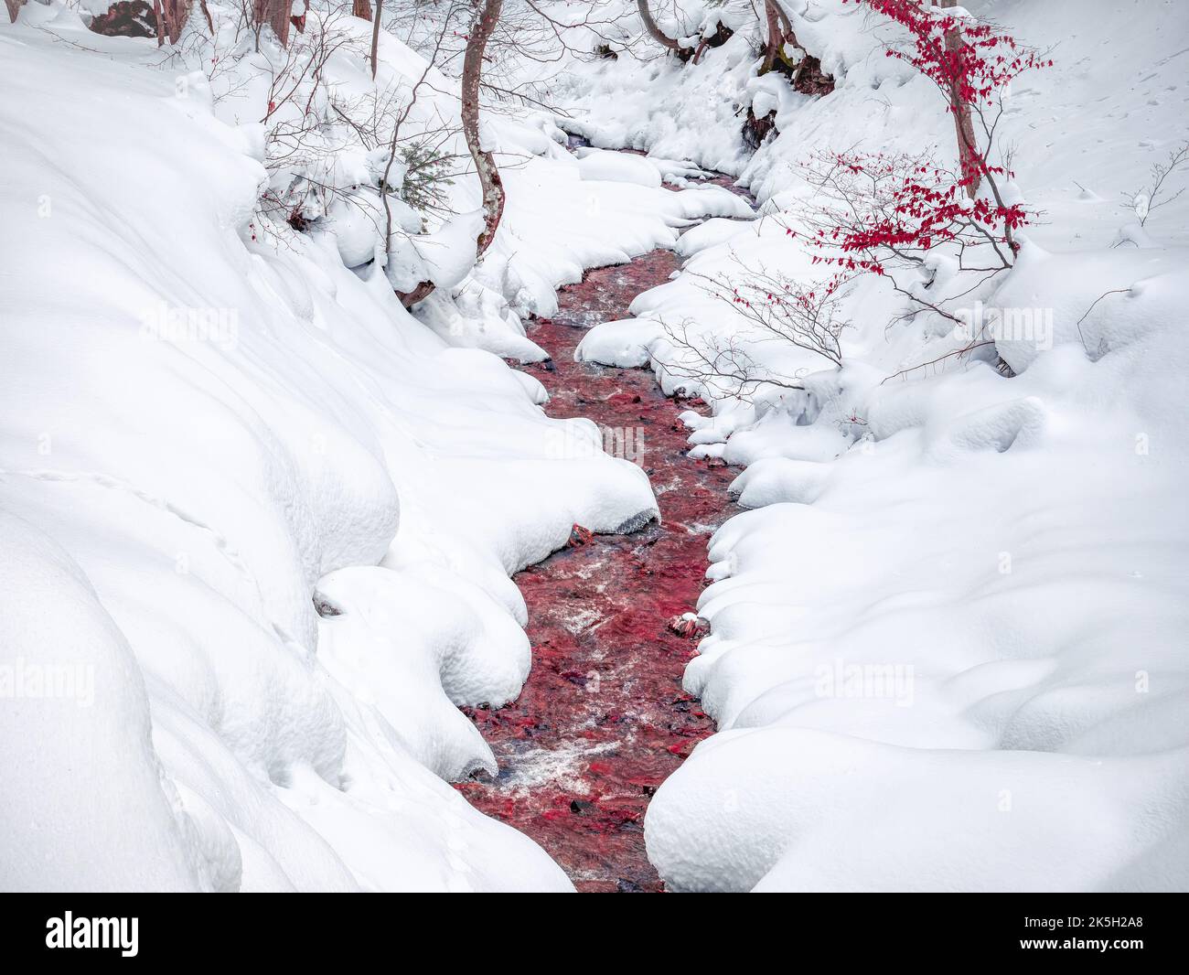 Abstract minimalist picture of a red blood stream flowing beneath the ...