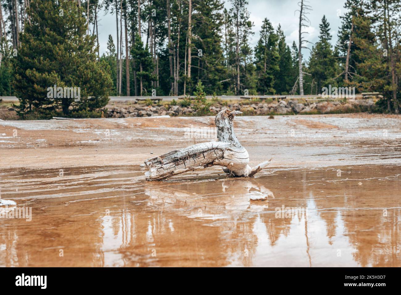 Driftwood at mud pots amidst geothermal land in forest at national park ...