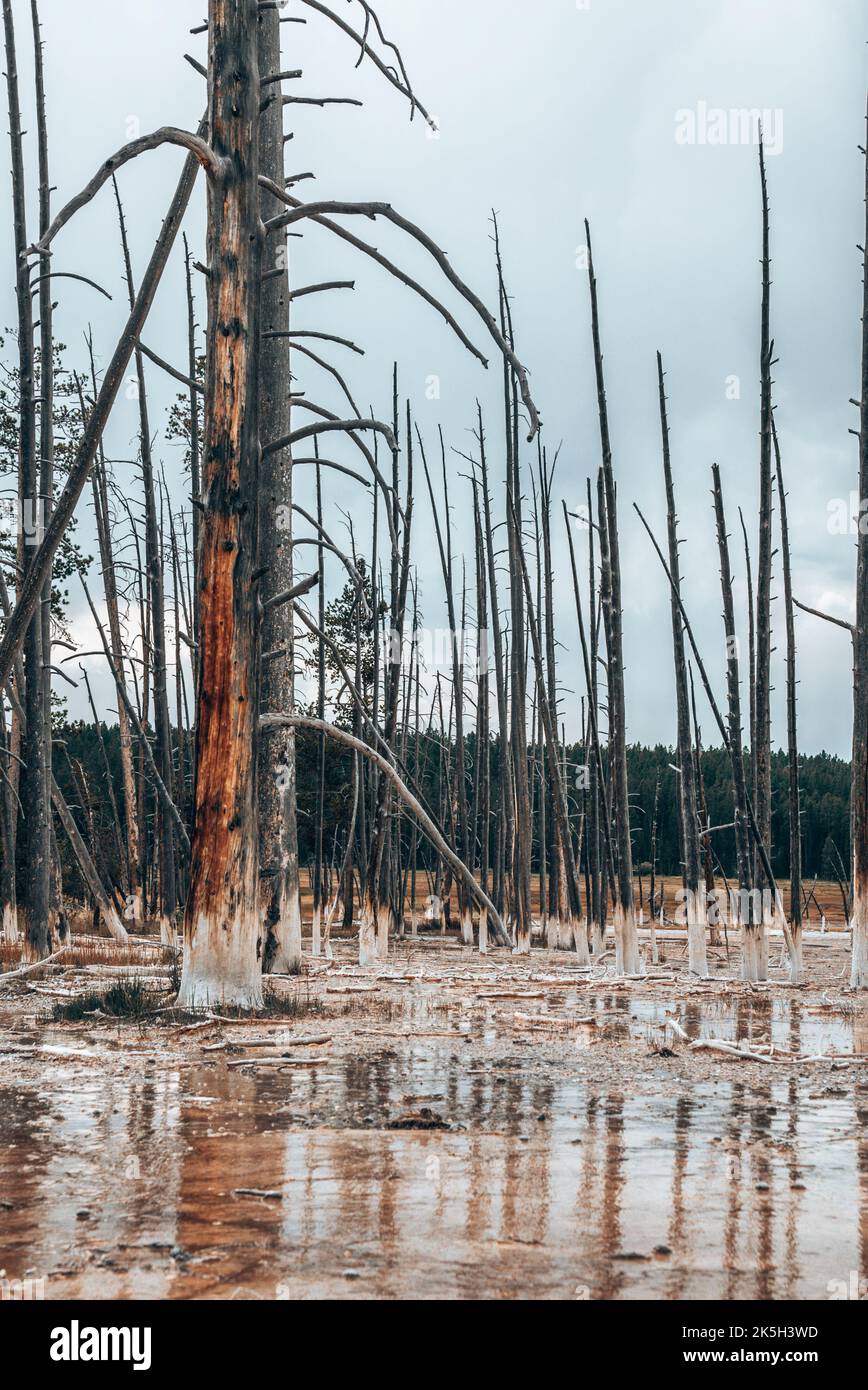 Dead trees in muddy water amidst geothermal landscape at Yellowstone ...