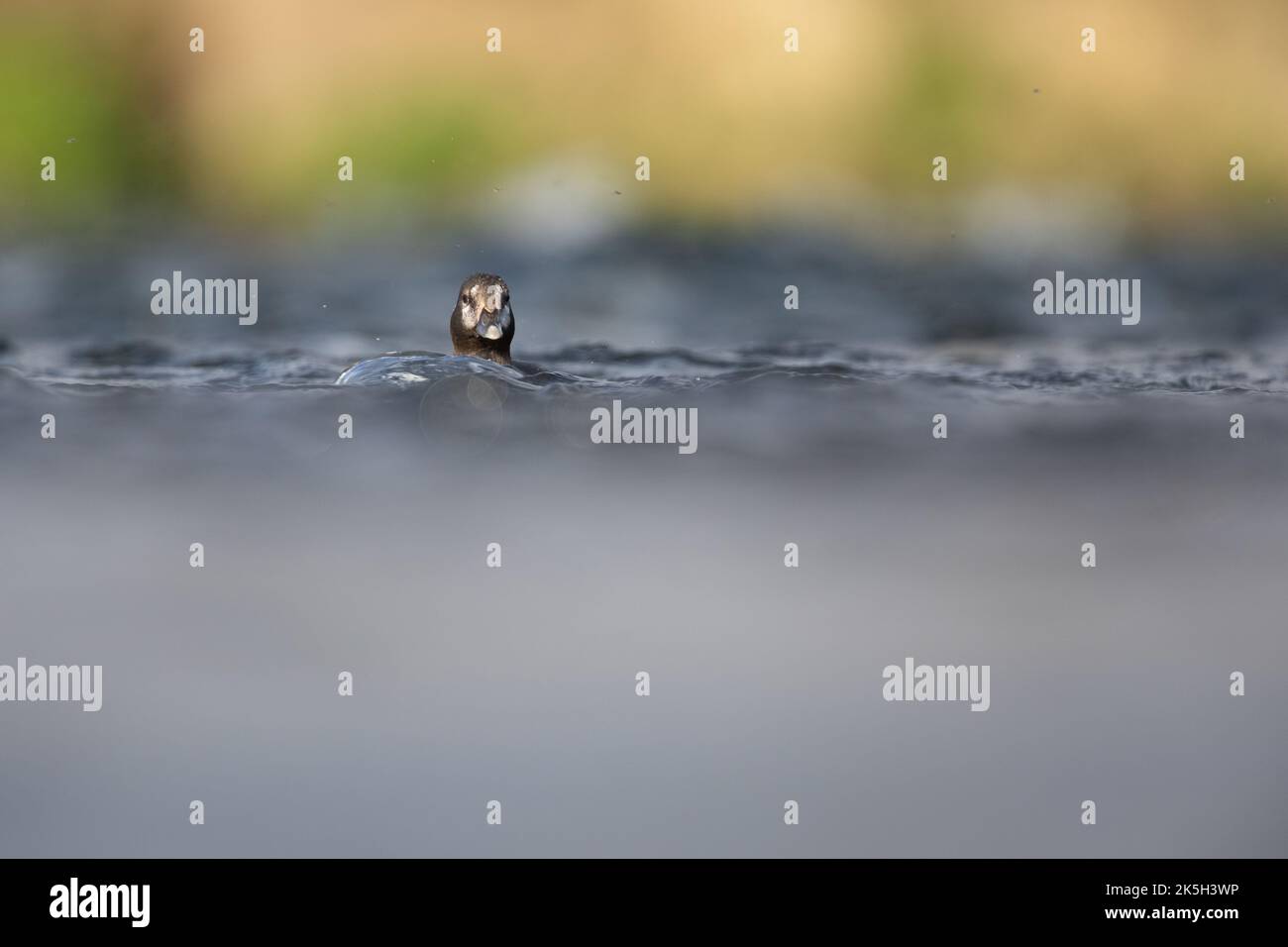 Harlequin Duck male, River Laxa, Iceland Stock Photo - Alamy