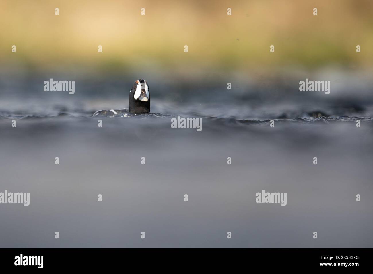 Harlequin Duck male, River Laxa, Iceland Stock Photo - Alamy