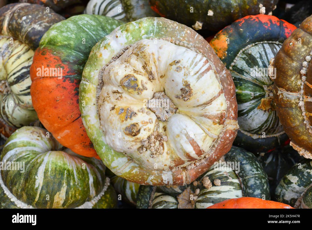Green and brown colored Turban squash with warts on skin on pile of ...