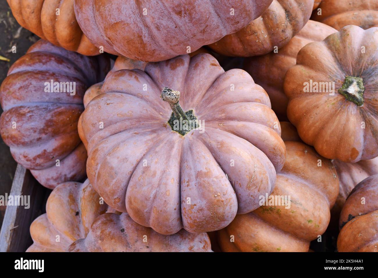 Beautiful light orange colored 'Musquee de Provence' pumpkin in pile ...