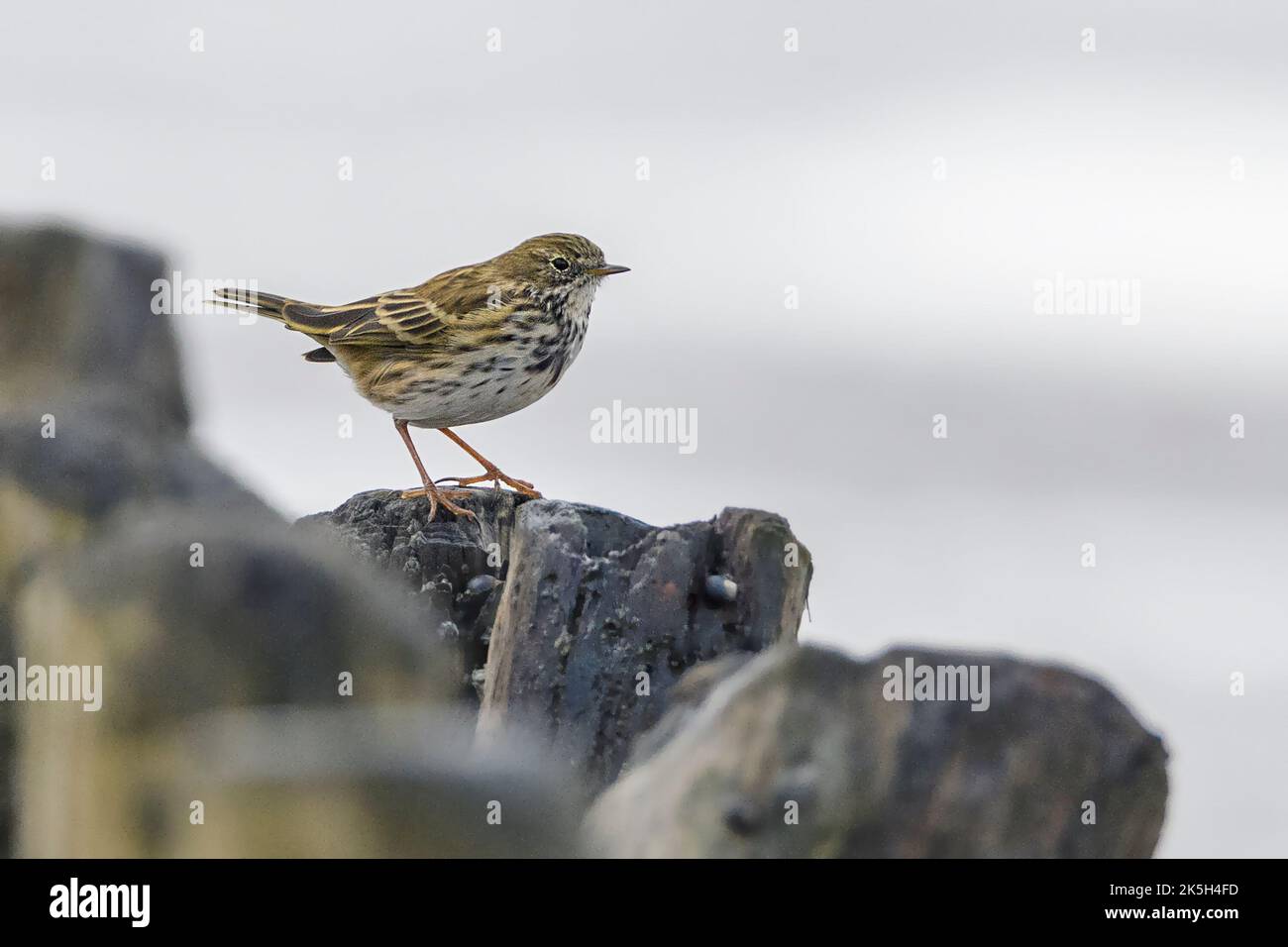 The sp lark hi-res stock photography and images - Alamy