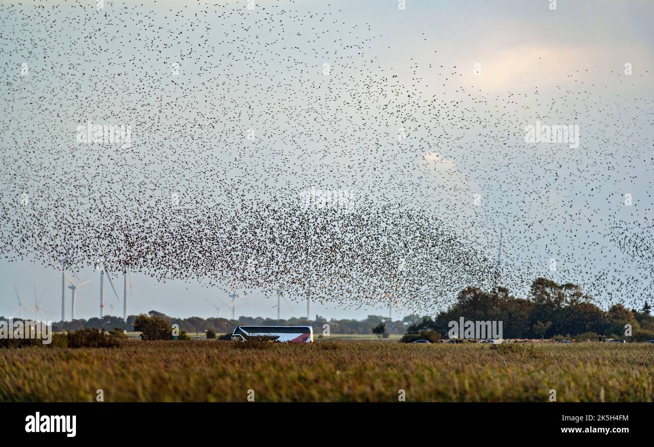 Murmuration of common starlings (Sturnus vulgaris) at Hasberg Sö ...