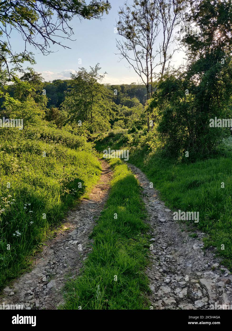 A forest road in the countryside in Gloucestershire, England Stock ...