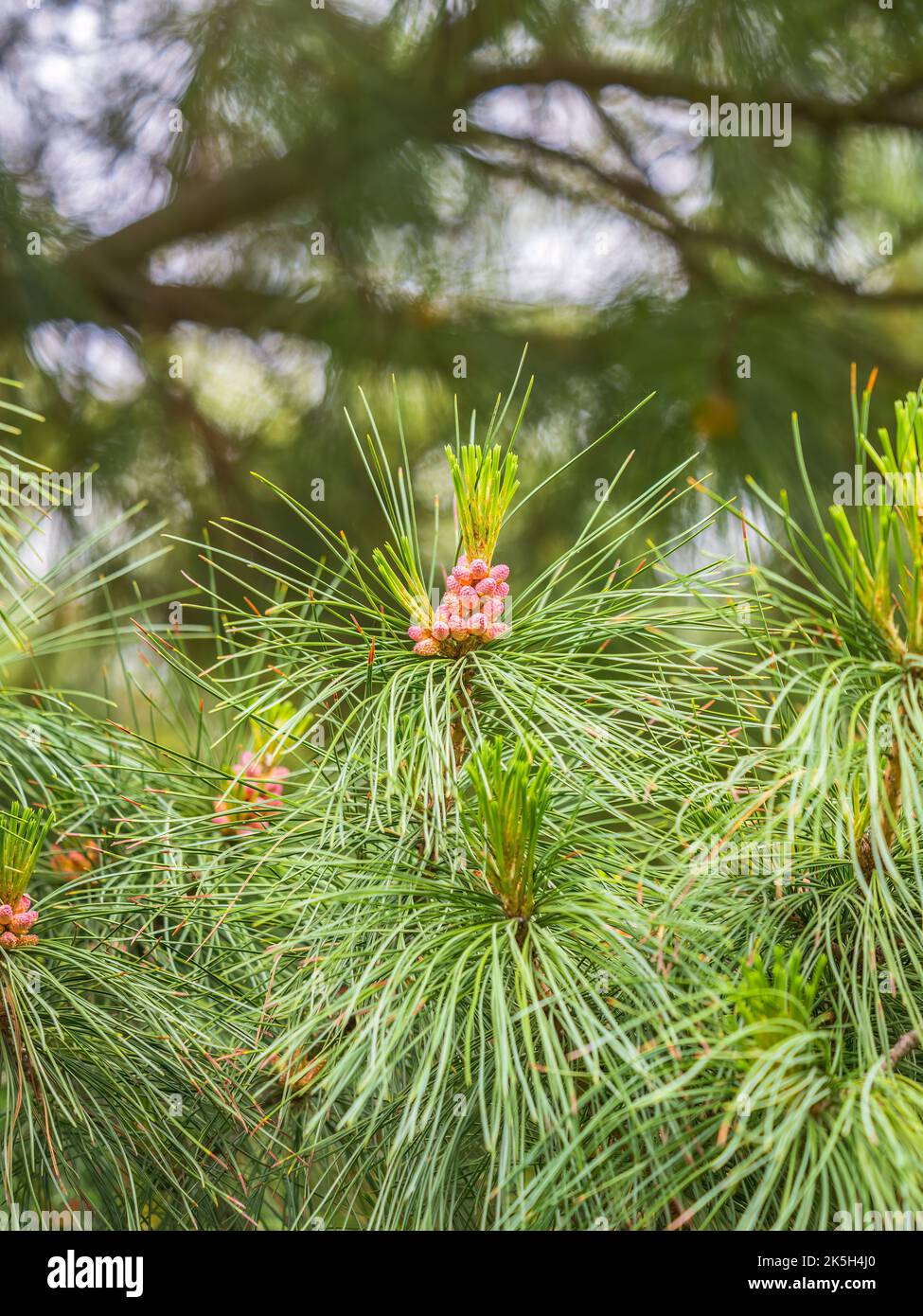 Needles and flowering of Siberian pine in sunny spring day. Pinus ...