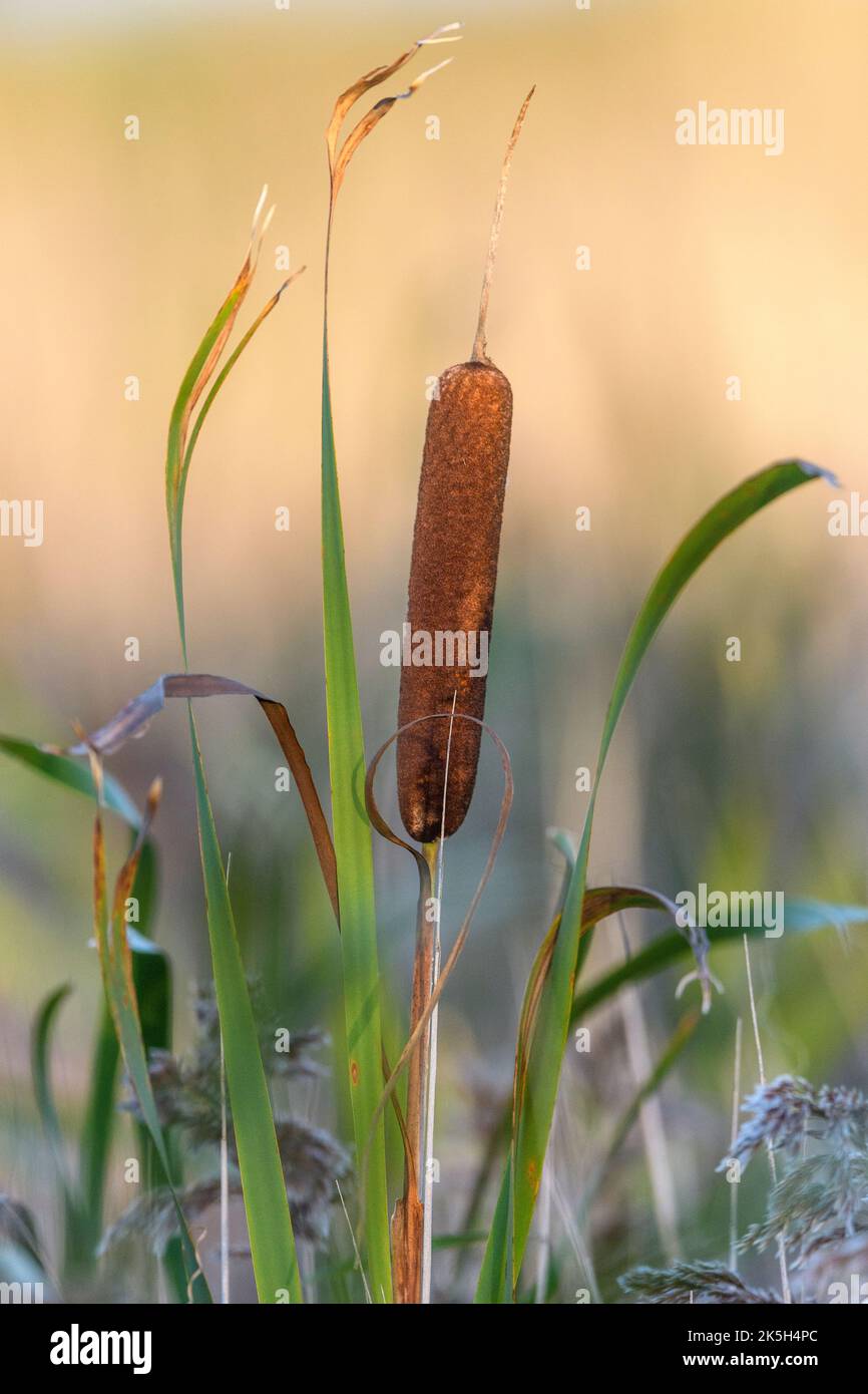 Common bulrush (Typha latifolia) from Vejlerne, Jylland, northern ...