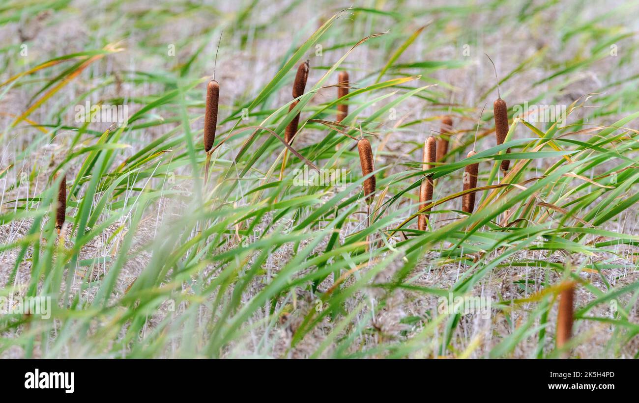 Common bulrush (Typha latifolia) from Vejlerne, Jylland, northern ...