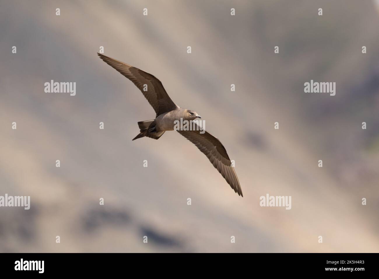 Arctic Skua, Arctic Jaeger, Parasitic Skua, Stercorarius parasiticus ...