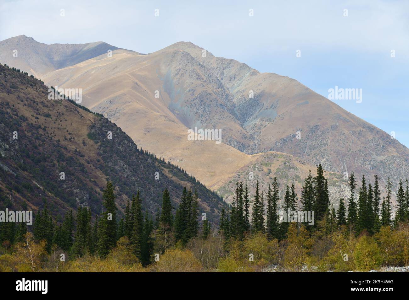 Ak Sai valley autumn landscape. Tian Shan fir trees and view on high ...