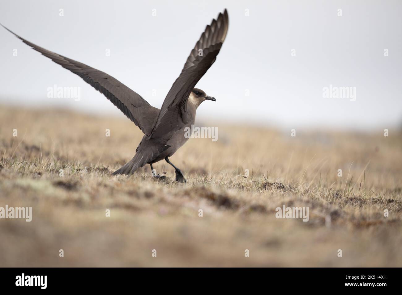 Arctic Skua, Arctic Jaeger, Parasitic Skua, Stercorarius parasiticus ...