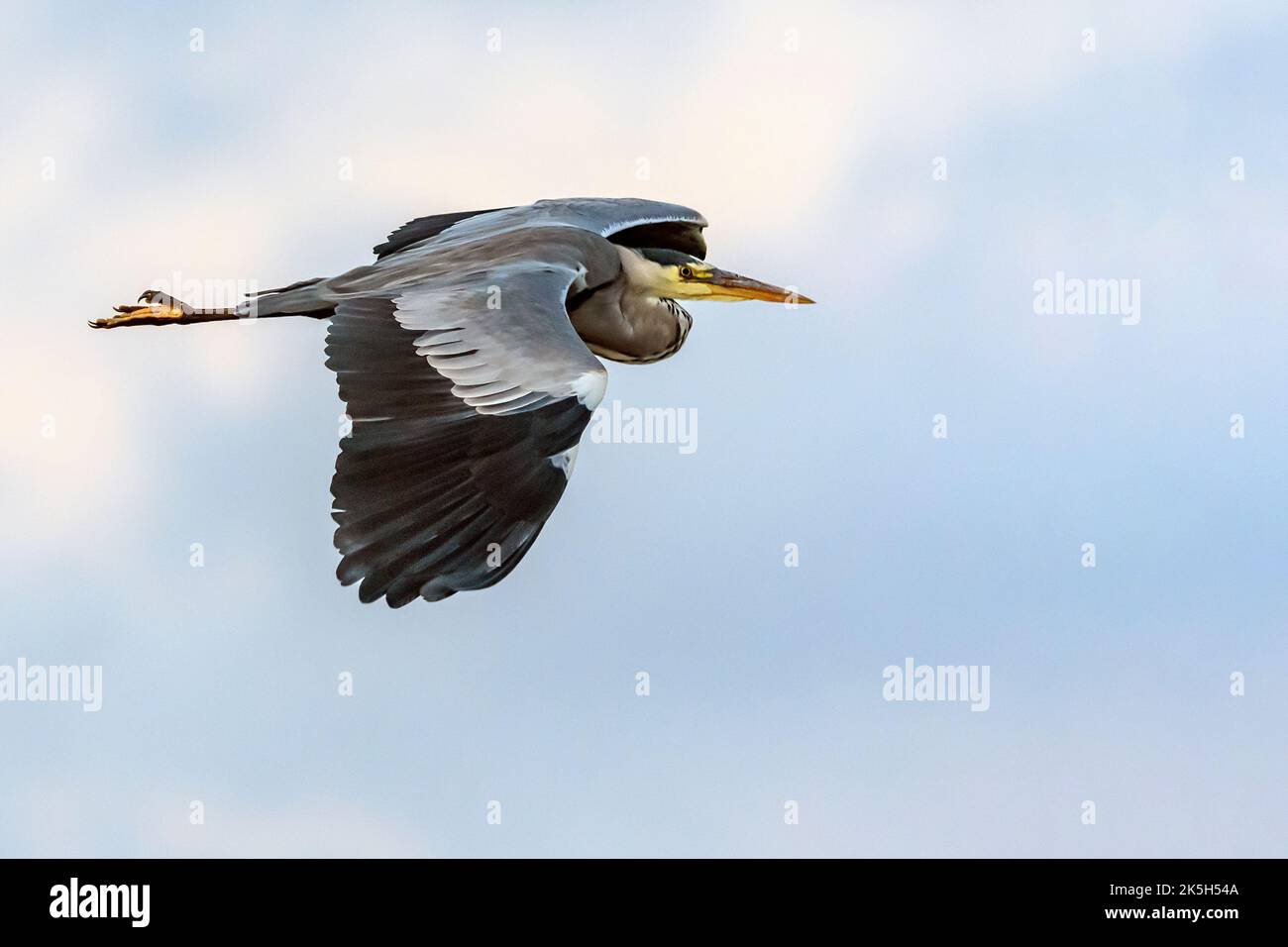 Hegre hi-res stock photography and images - Alamy