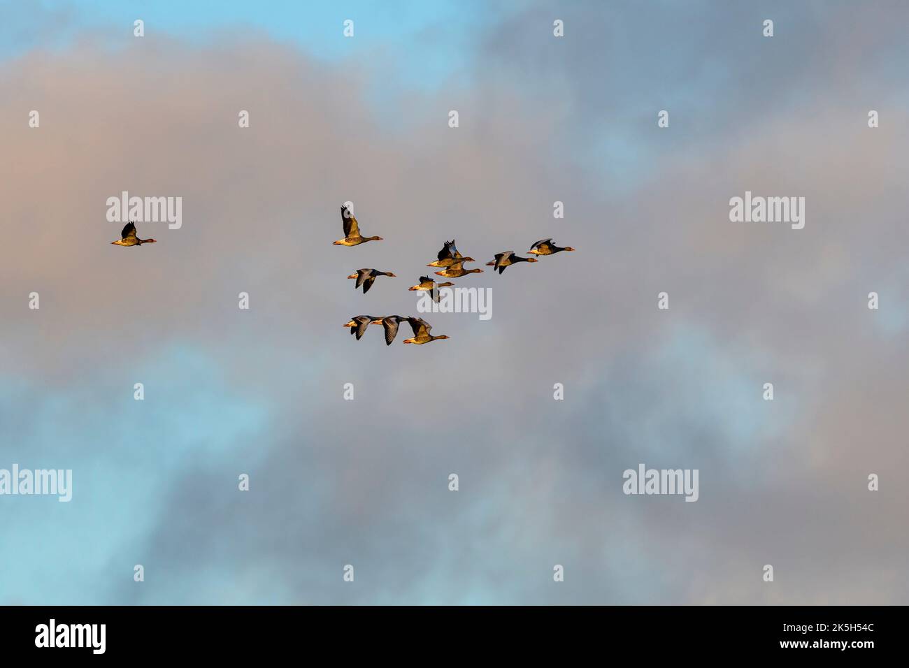 Greylag geese (Anser anser) flying at Vejlerne, northern Denmark Stock ...