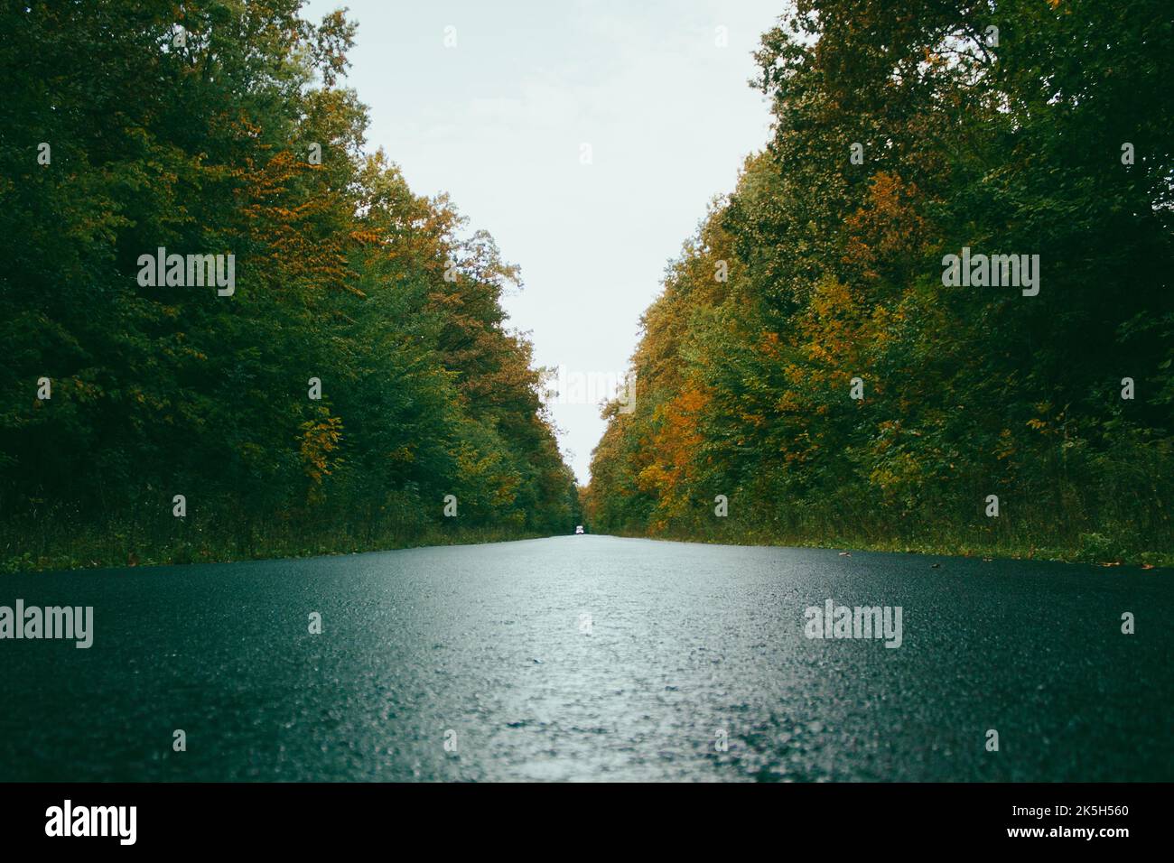 Straight forest path hi-res stock photography and images - Alamy