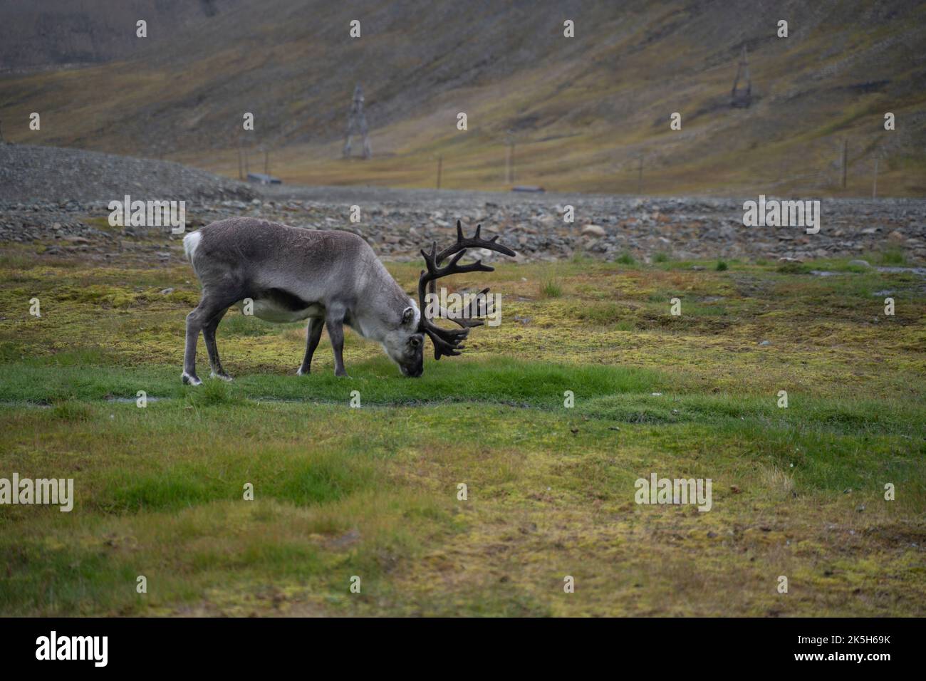 reindeer eating grass in a green field in Longyearbyen, Svalbard ...