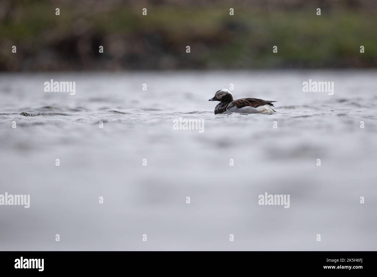 Long-tailed Duck, River Laxa, Iceland Stock Photo - Alamy