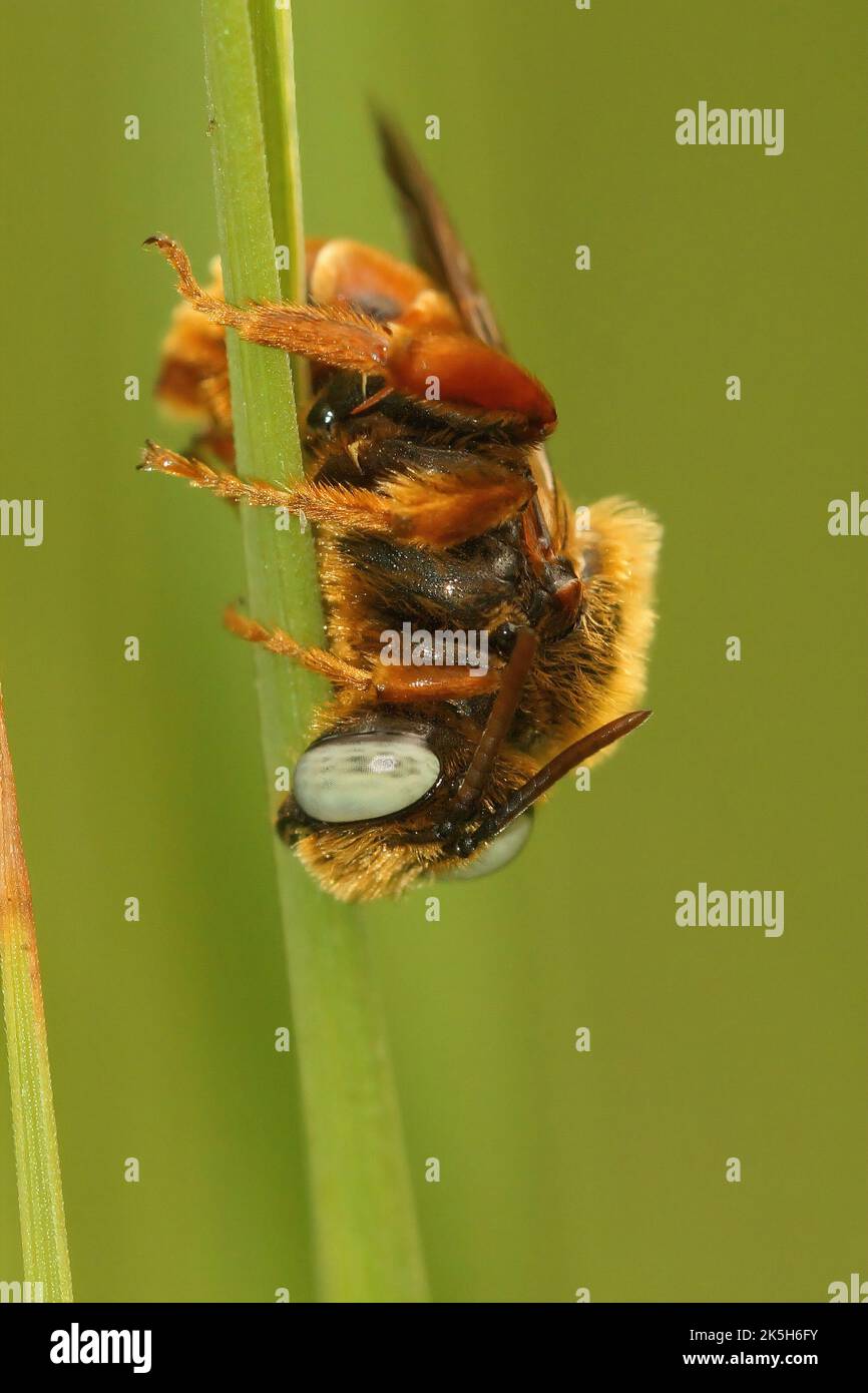 Closeup on the colorful and rare cleptoparasite solitary bee ...
