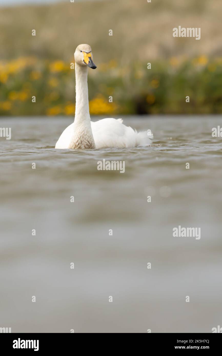 Whooper swans cygnus common hi-res stock photography and images - Alamy
