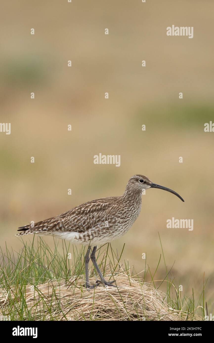 Eurasian whimbrel hi-res stock photography and images - Alamy