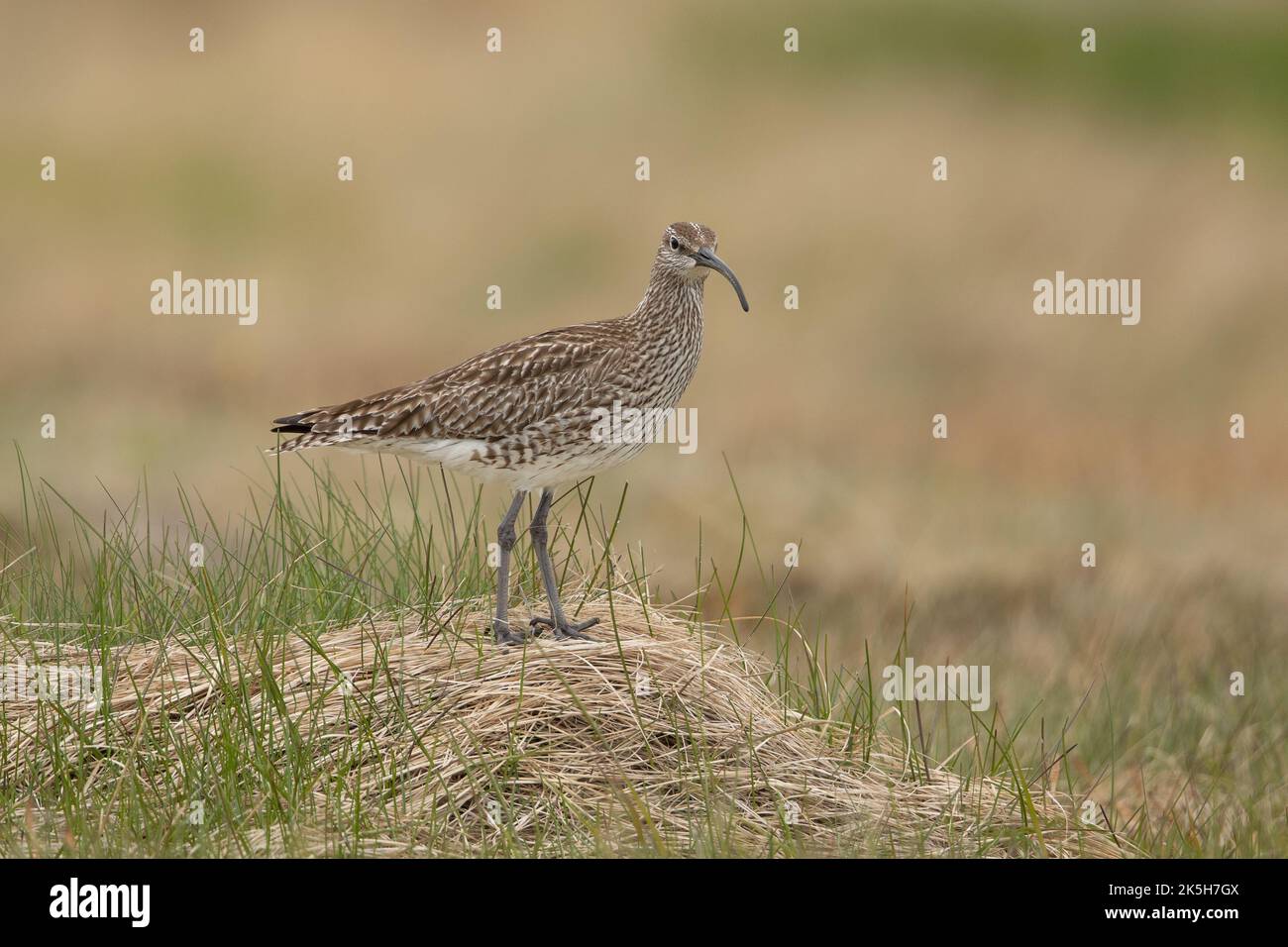 Common whimbrel numenius phaeopus hi-res stock photography and images ...