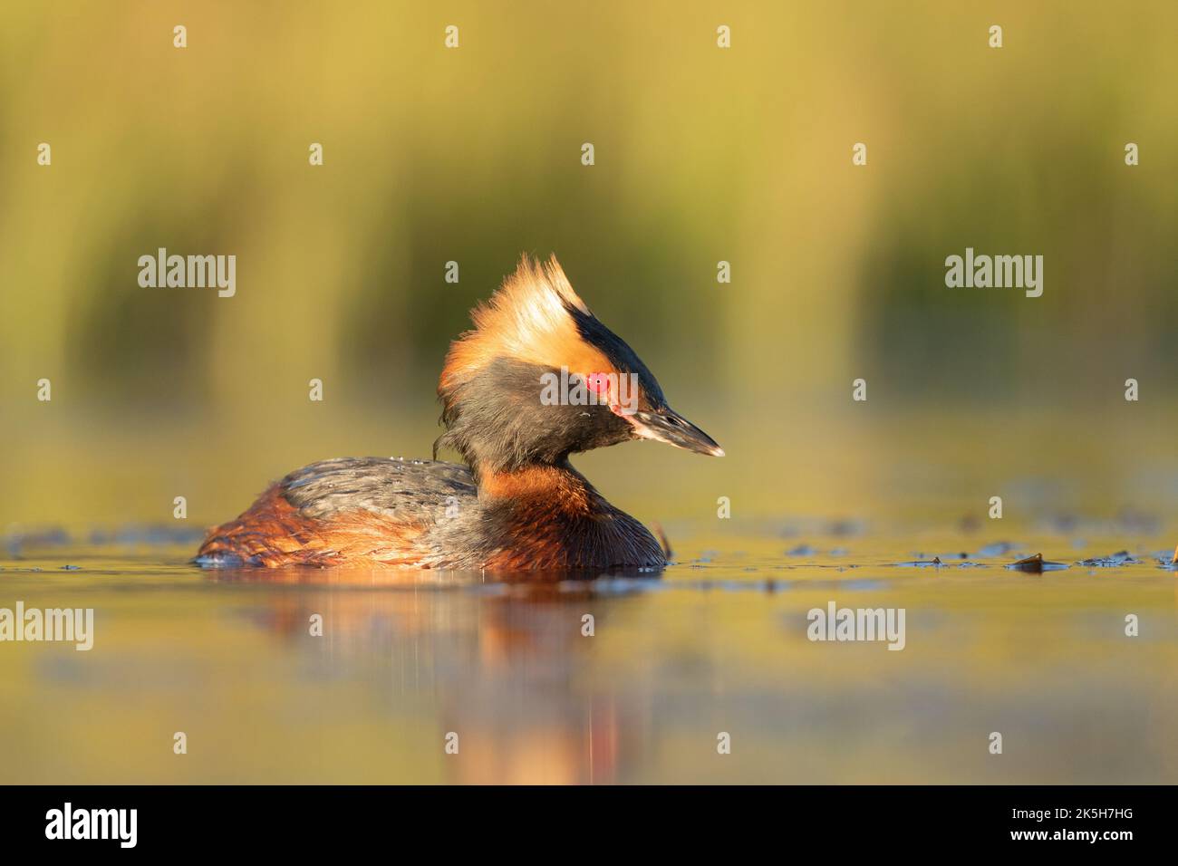 Slavonian grebe, Podiceps auritus, Horned Grebe, Iceland Stock Photo ...