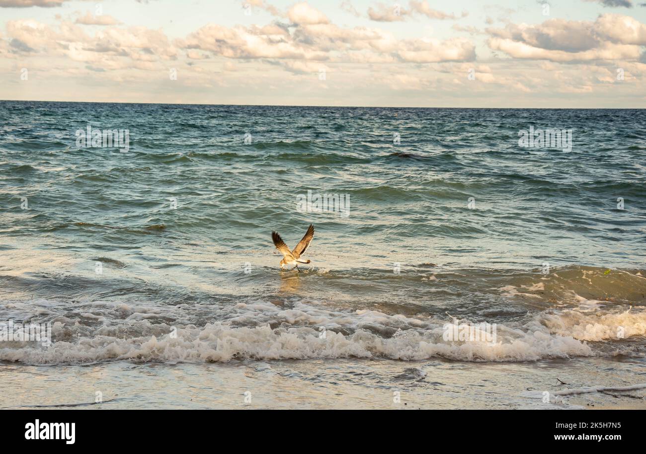 Florida Landscape with Dramatic skies, ocean waves and seagull looking ...