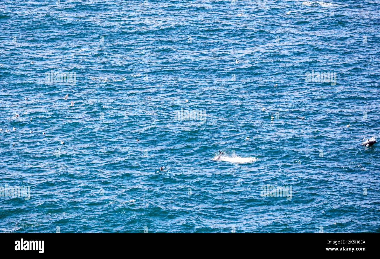 Blue fin tuna uk hi-res stock photography and images - Alamy