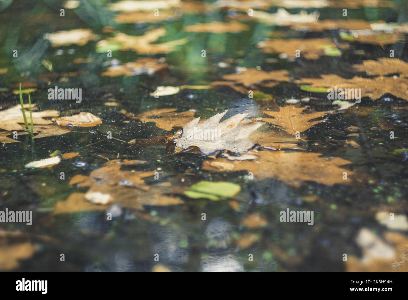 Autumn leaves floating on the water in the forest Stock Photo - Alamy
