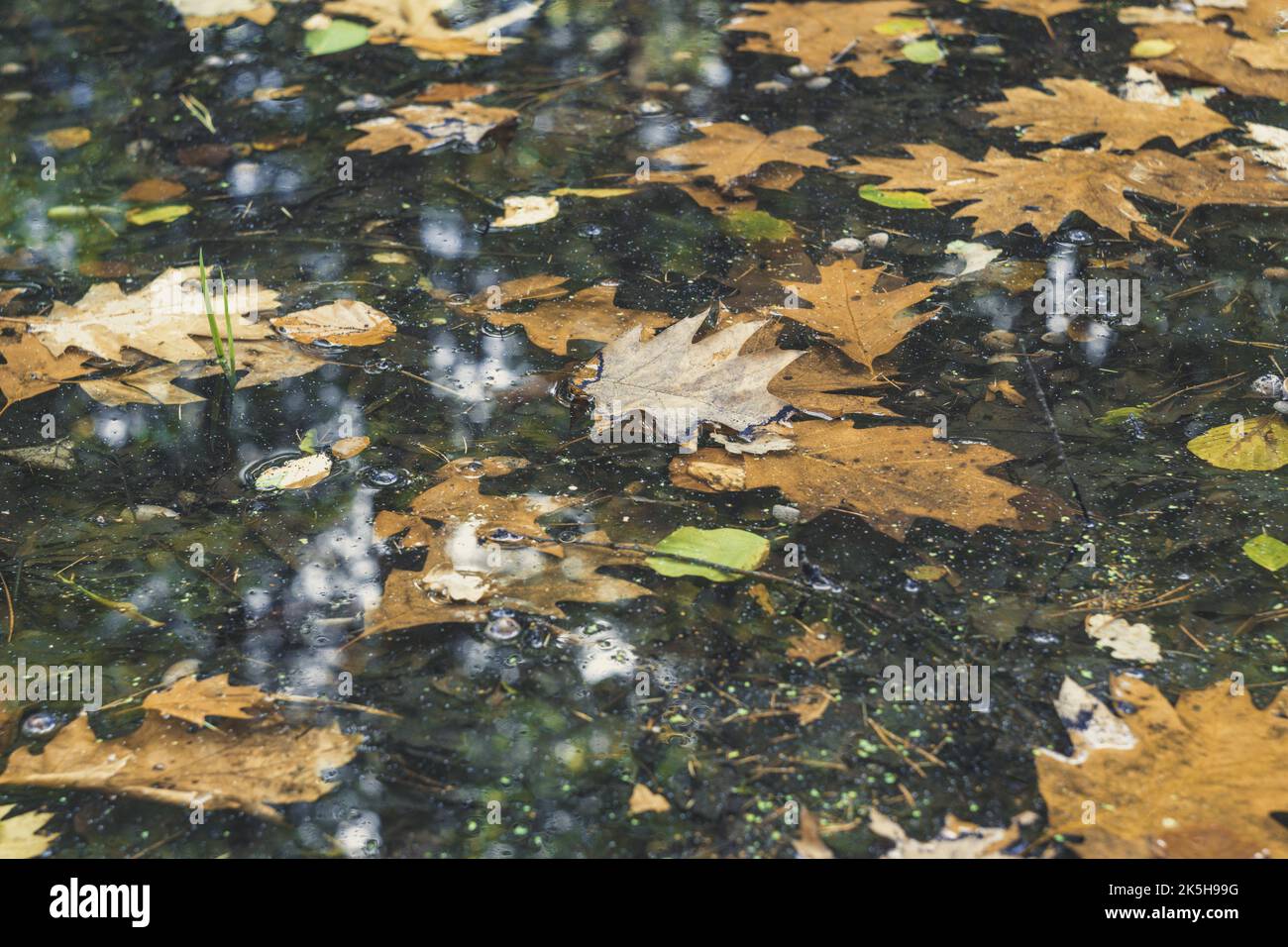 Autumn leaves floating on the water in the forest Stock Photo - Alamy