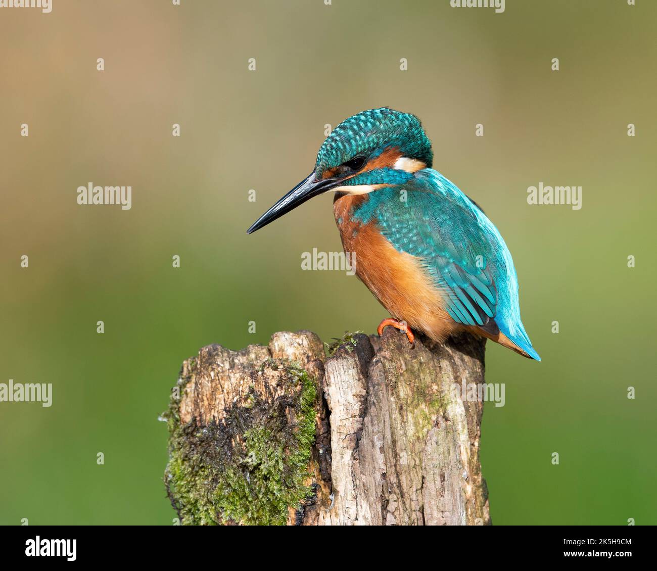 Eurasian male Kingfisher (Alcedo atthis) sat on a fishing perch in the ...