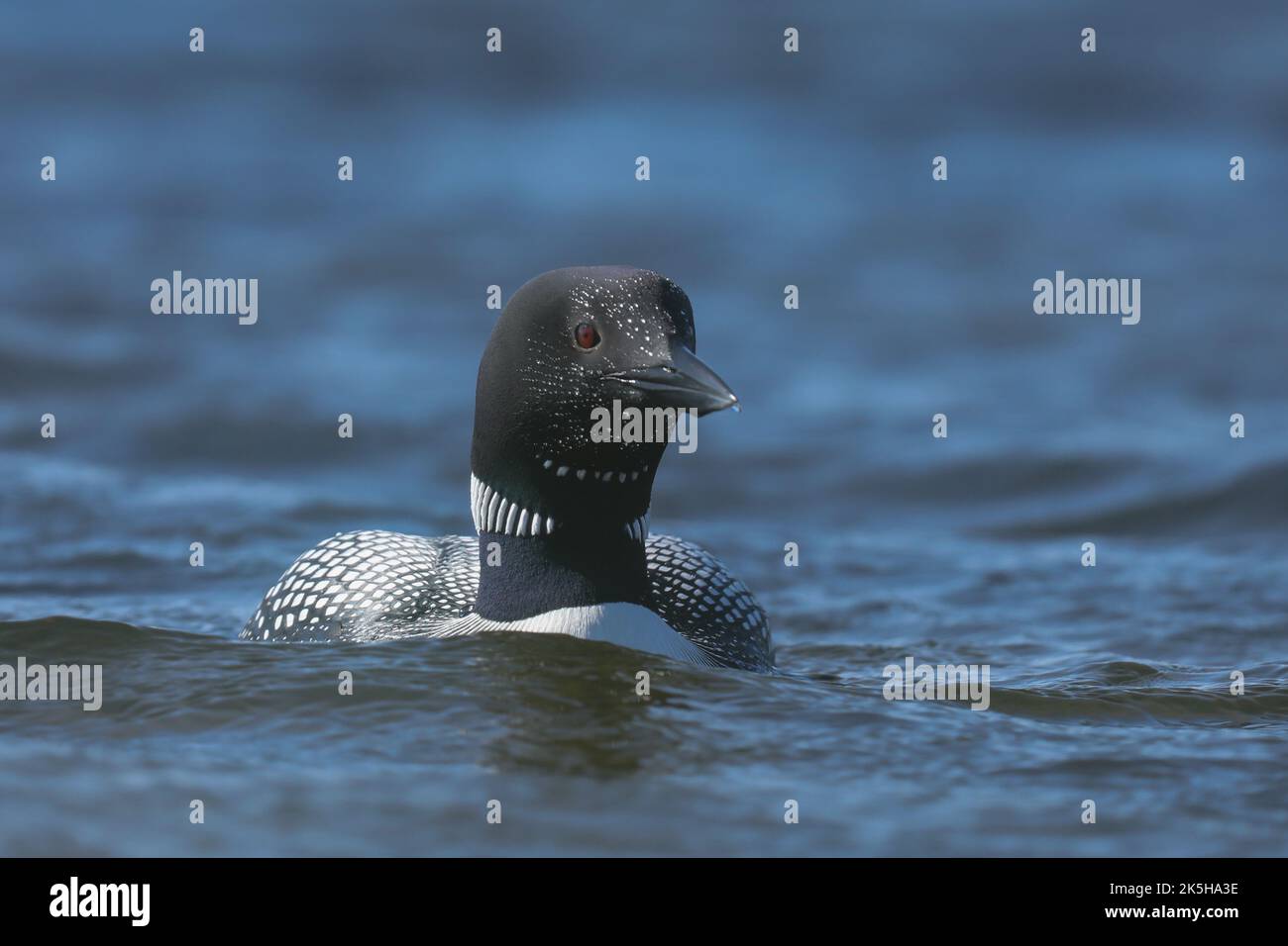 Great Northern Diver, Iceland, Great northern loon Stock Photo - Alamy