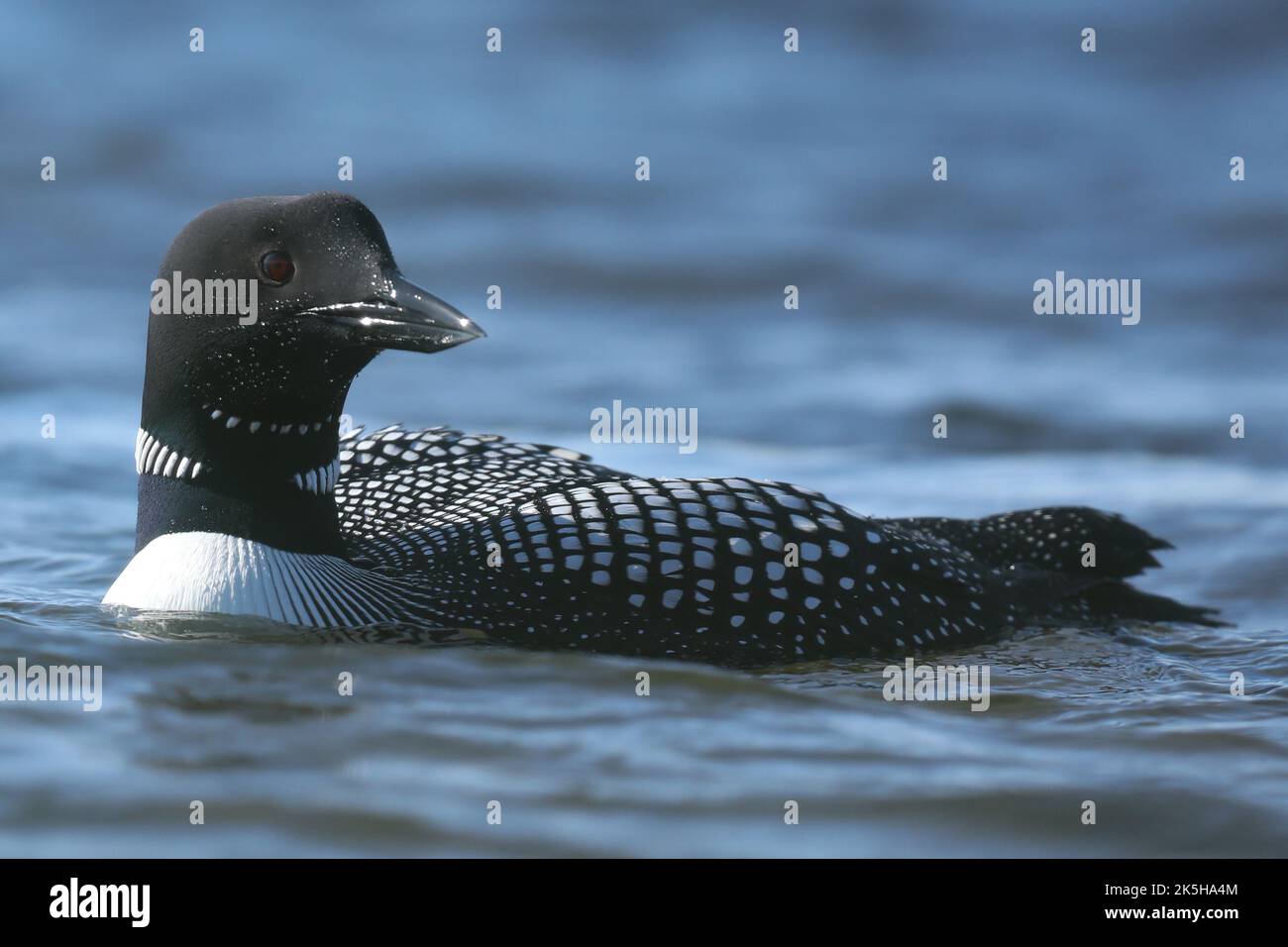 Great Northern Diver, Iceland, Great northern loon Stock Photo - Alamy