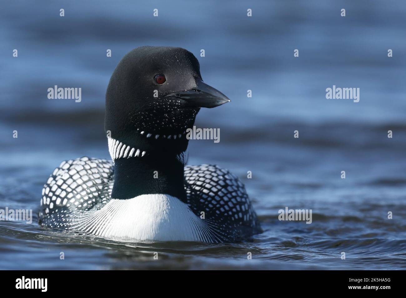 Great Northern Diver, Iceland, Great northern loon Stock Photo - Alamy