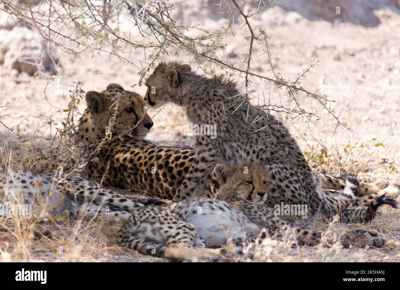 Cheeta running hi-res stock photography and images - Alamy