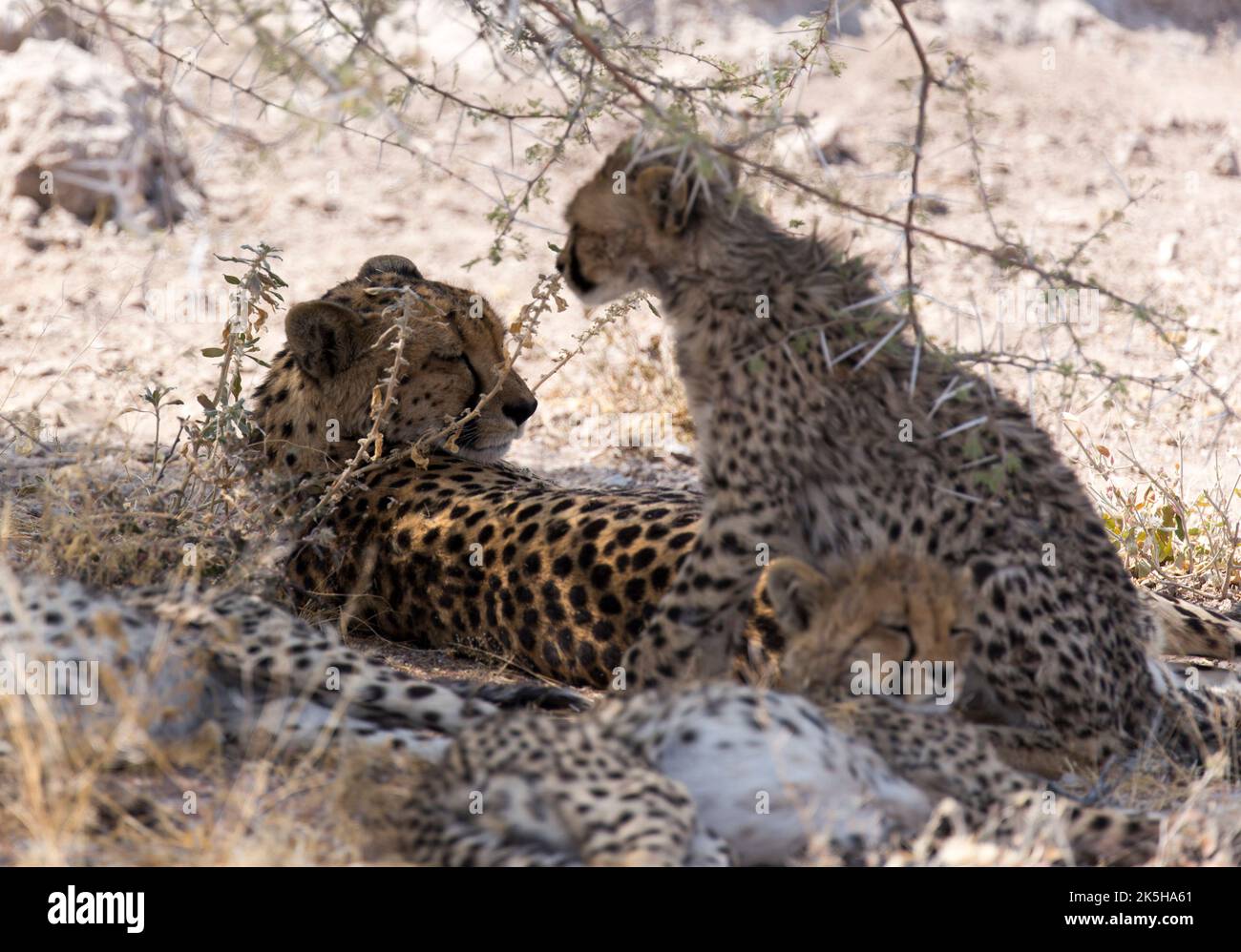 A view of cheeta with cubs in Namibia Stock Photo - Alamy