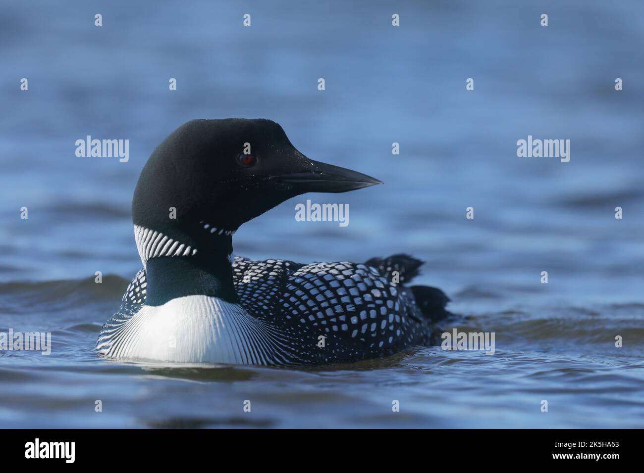 Great Northern Diver, Iceland, Great northern loon Stock Photo - Alamy