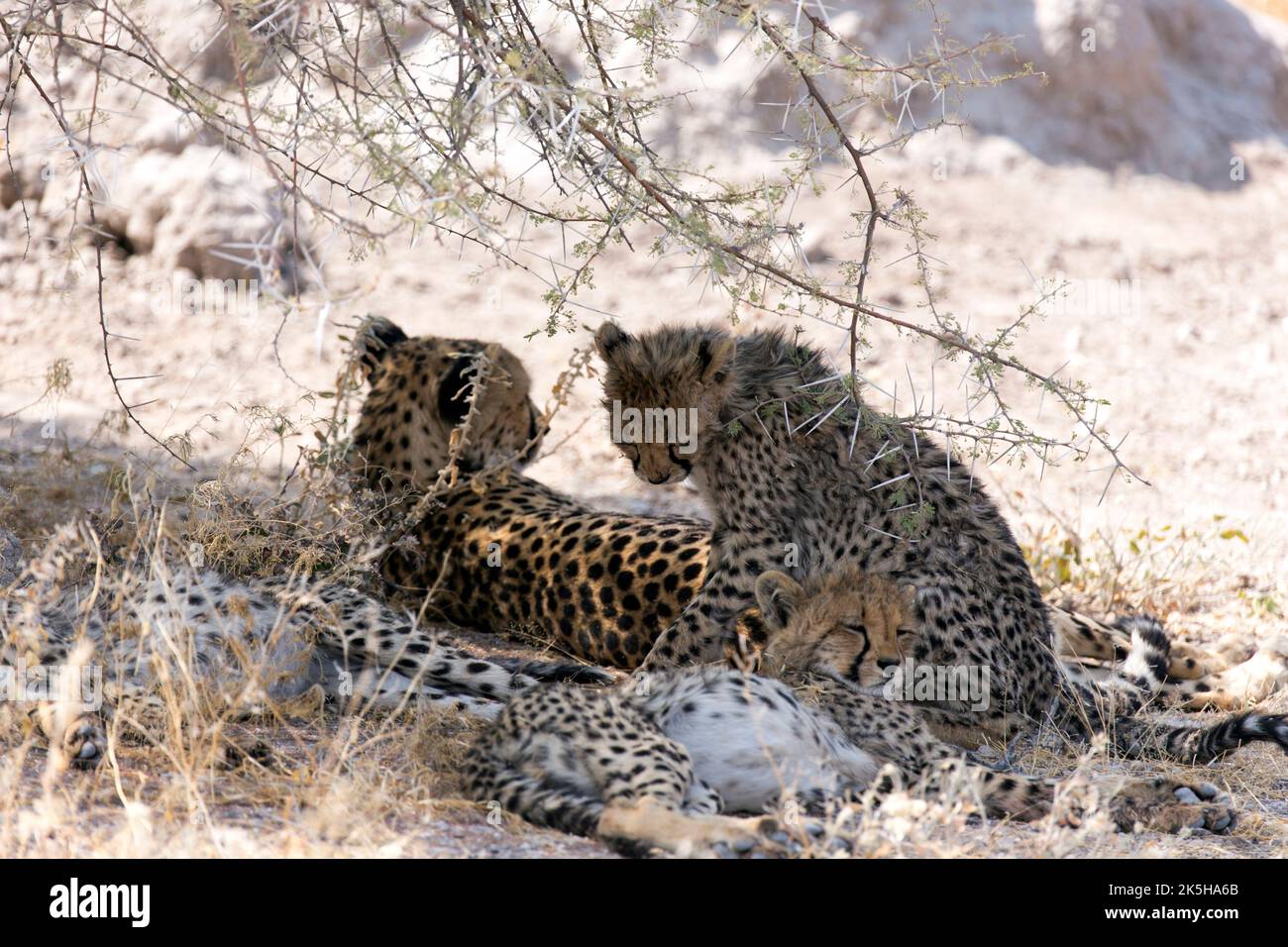 A view of cheeta with cubs in Namibia Stock Photo - Alamy
