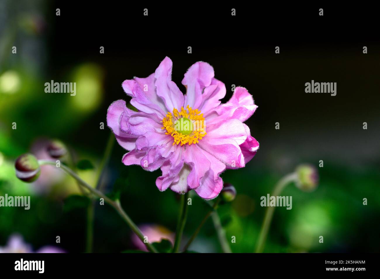 A close up shot of a Japanese thimbleweed flower on blurred background ...