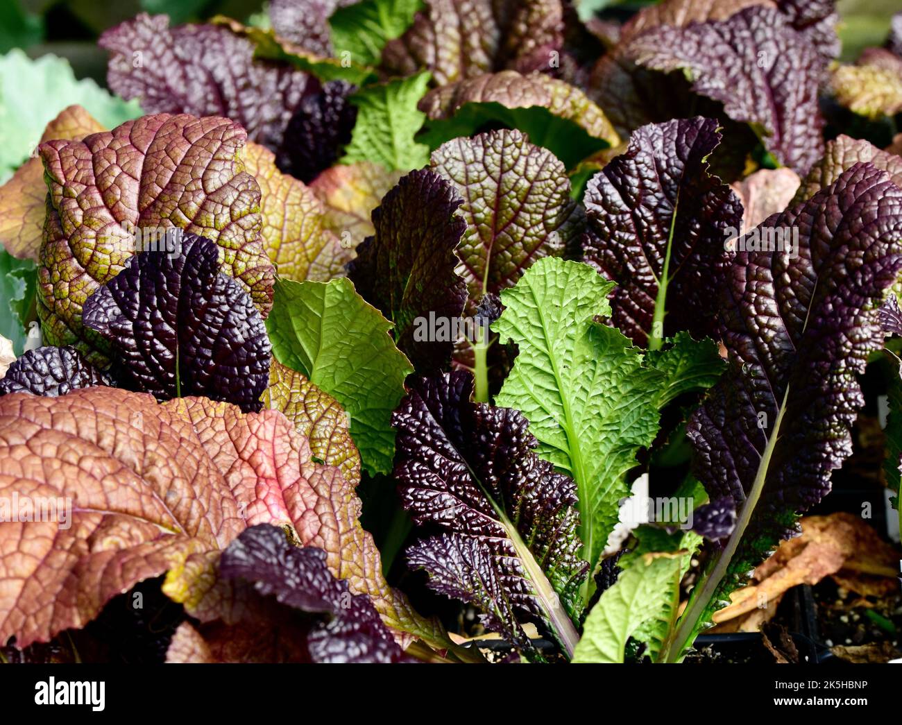 A close up of a Japanese Giant Red plant Stock Photo - Alamy