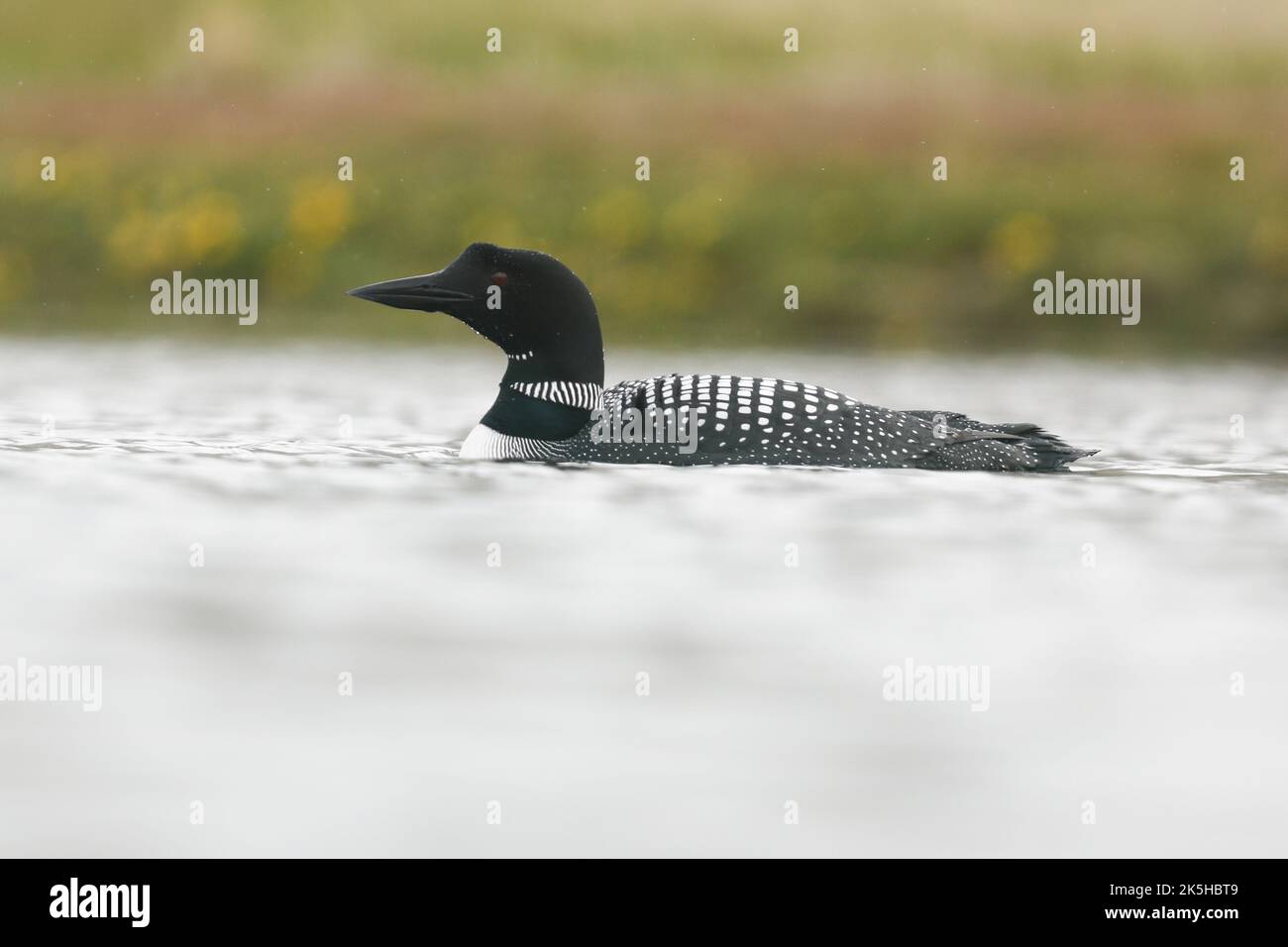 Great northern diver, Iceland, Great northern loon Stock Photo - Alamy