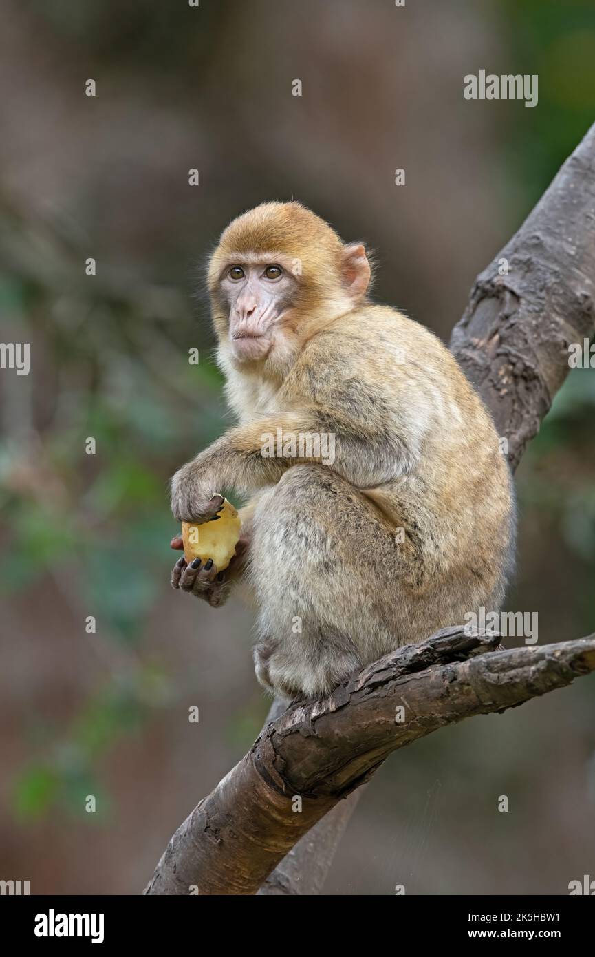 Young Barbary Macaque (Macaca sylvanus) eating fruit in a tree Stock ...