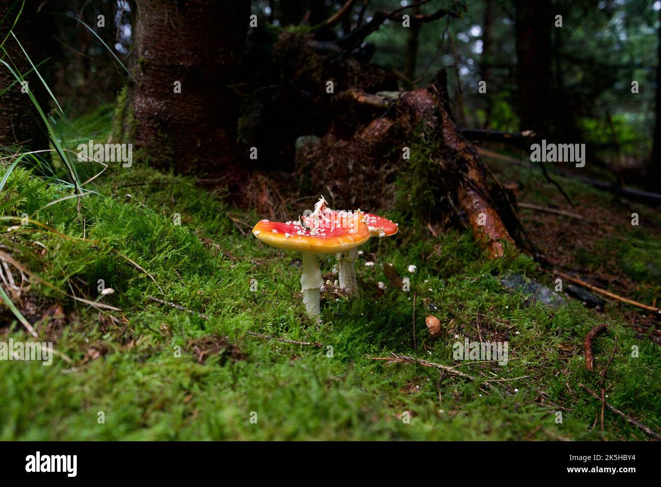 Red top mushroom hi-res stock photography and images - Alamy