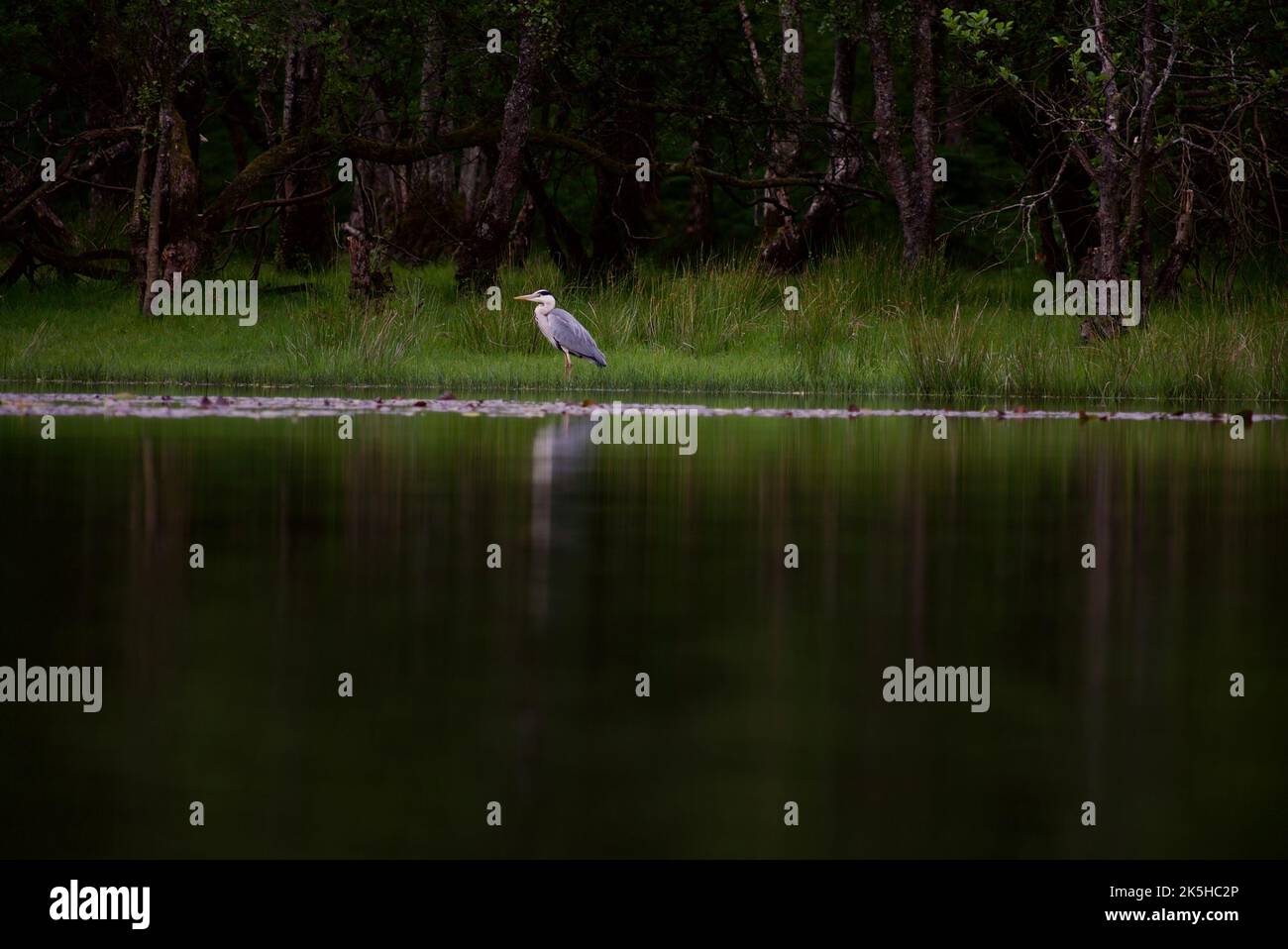 Bennu bird hi-res stock photography and images - Alamy